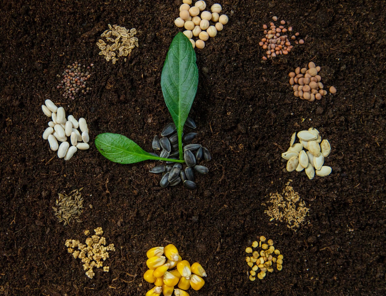 Types of Fertilizers: Benefits and Uses for Effective Crop Management ...