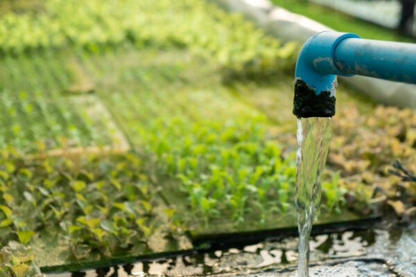 The Importance of Water Management in Sustainable Agriculture ...