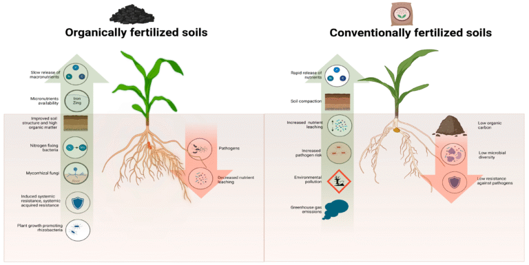 The Impact of Fertilizers on Soil Health and Crop Yields: Balancing ...
