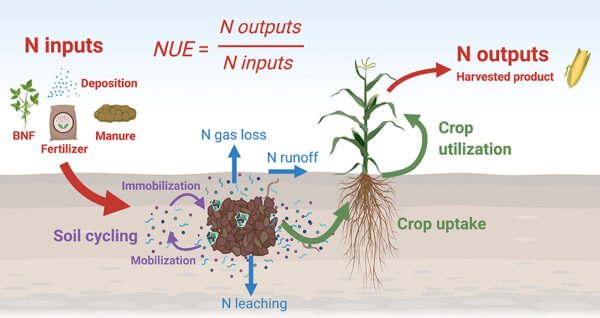 The Impact of Fertilizers on Soil Health and Crop Yields: Balancing ...